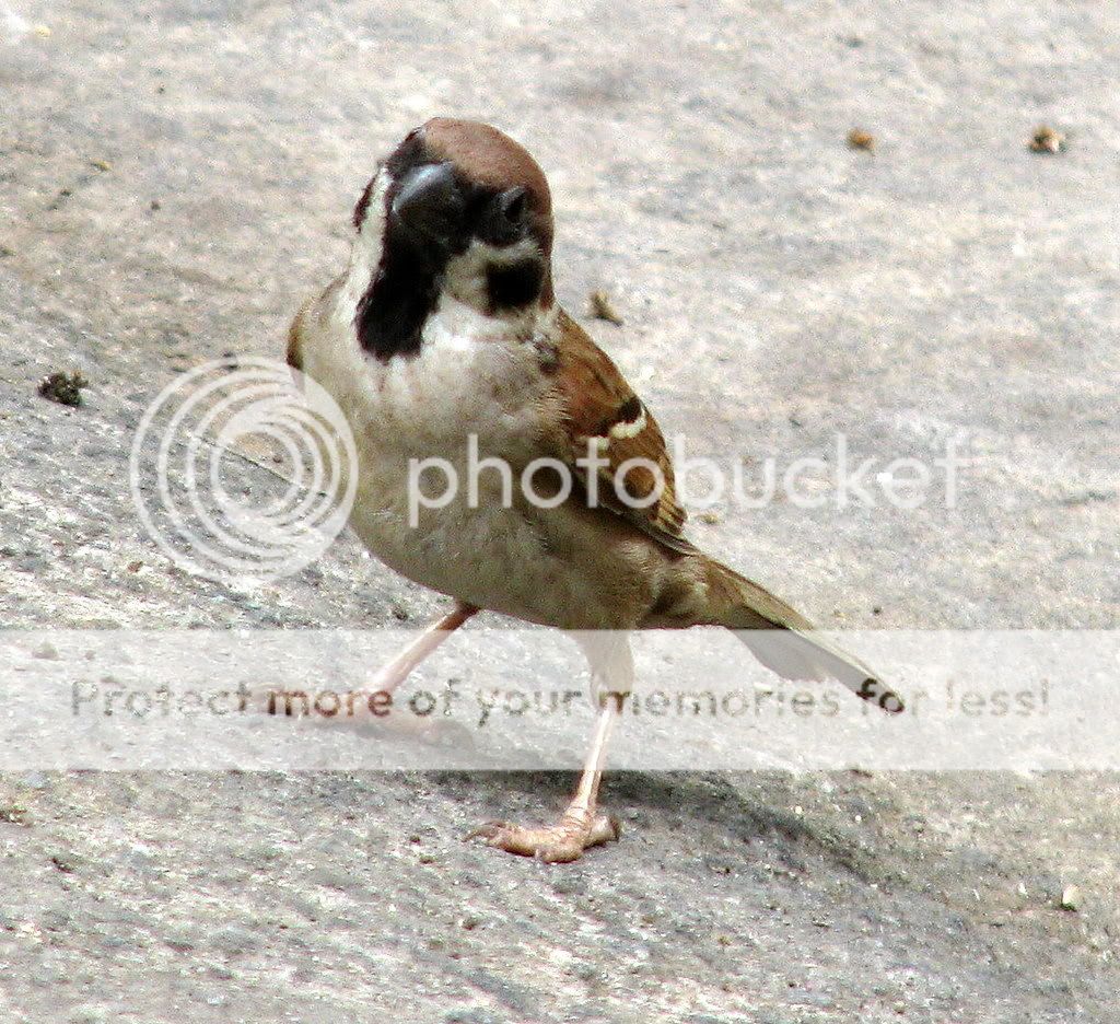 Maya Bird Photo by kherdiezel | Photobucket