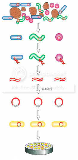 Metagenomic Diagram « Manuel A. Ortega