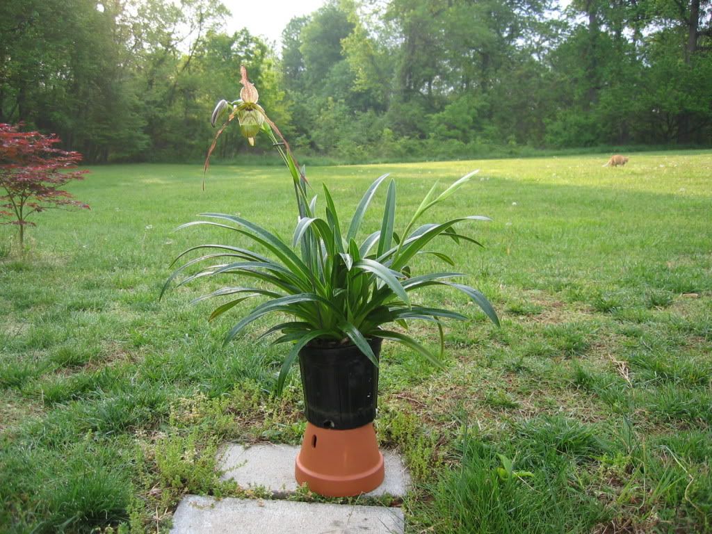 Phrag Betheva | Slippertalk Orchid Forum