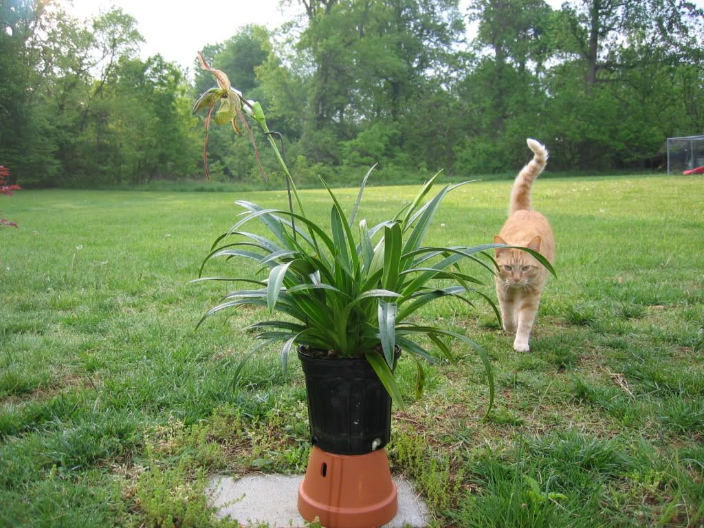 Phrag Betheva | Slippertalk Orchid Forum