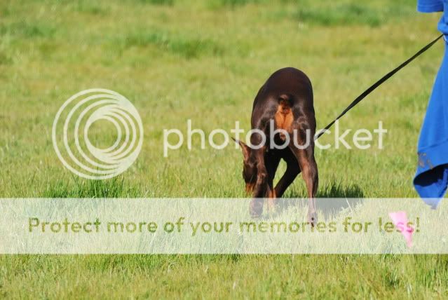 Tracking | Doberman Forum : Doberman Breed Dog Forums