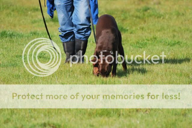 Tracking | Doberman Forum : Doberman Breed Dog Forums