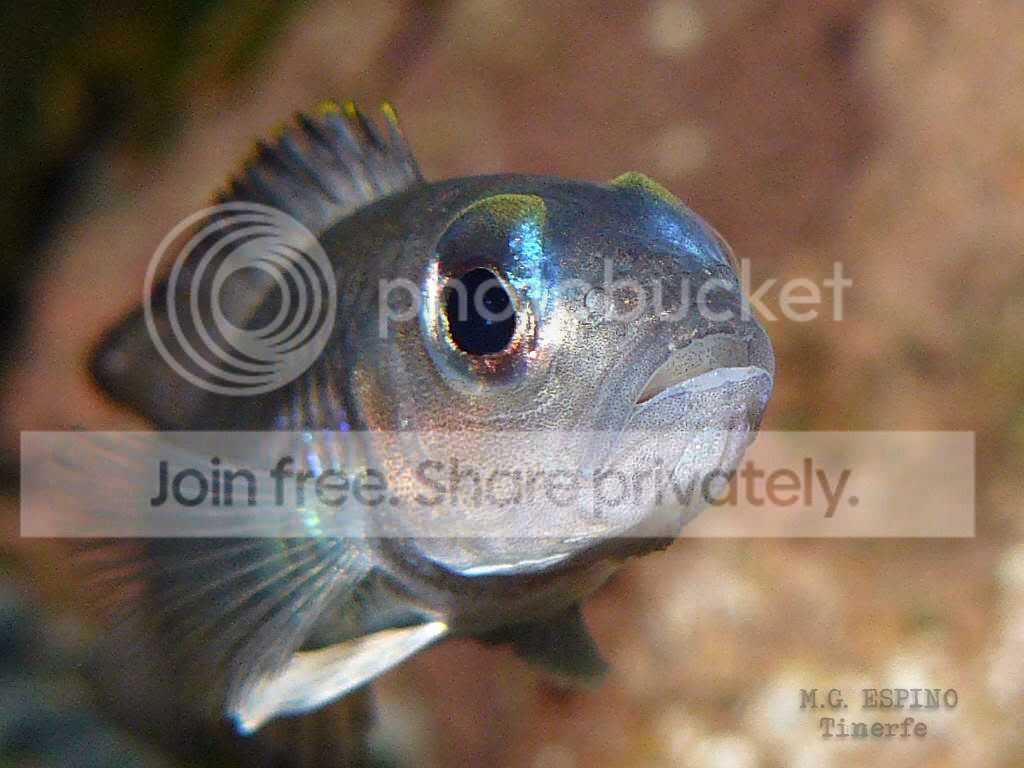 Lamprologus Signatus | aguascanarias