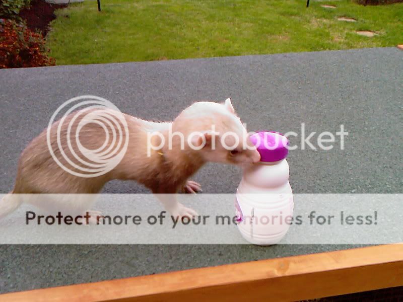 Sandy jill ferret for sale Manchester | Reptile Forums