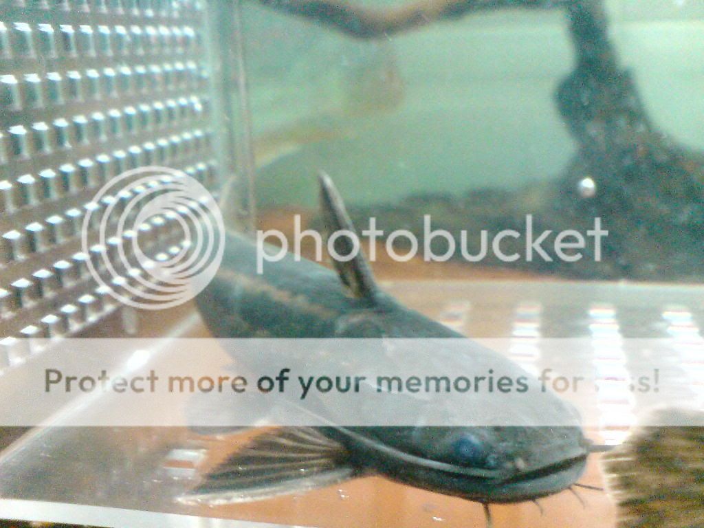 pictures of 'dwarf' catfish | MonsterFishKeepers.com