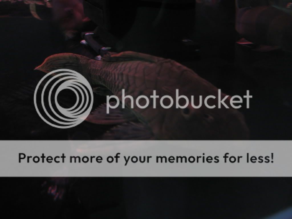 L152/pineapple pleco | MonsterFishKeepers.com