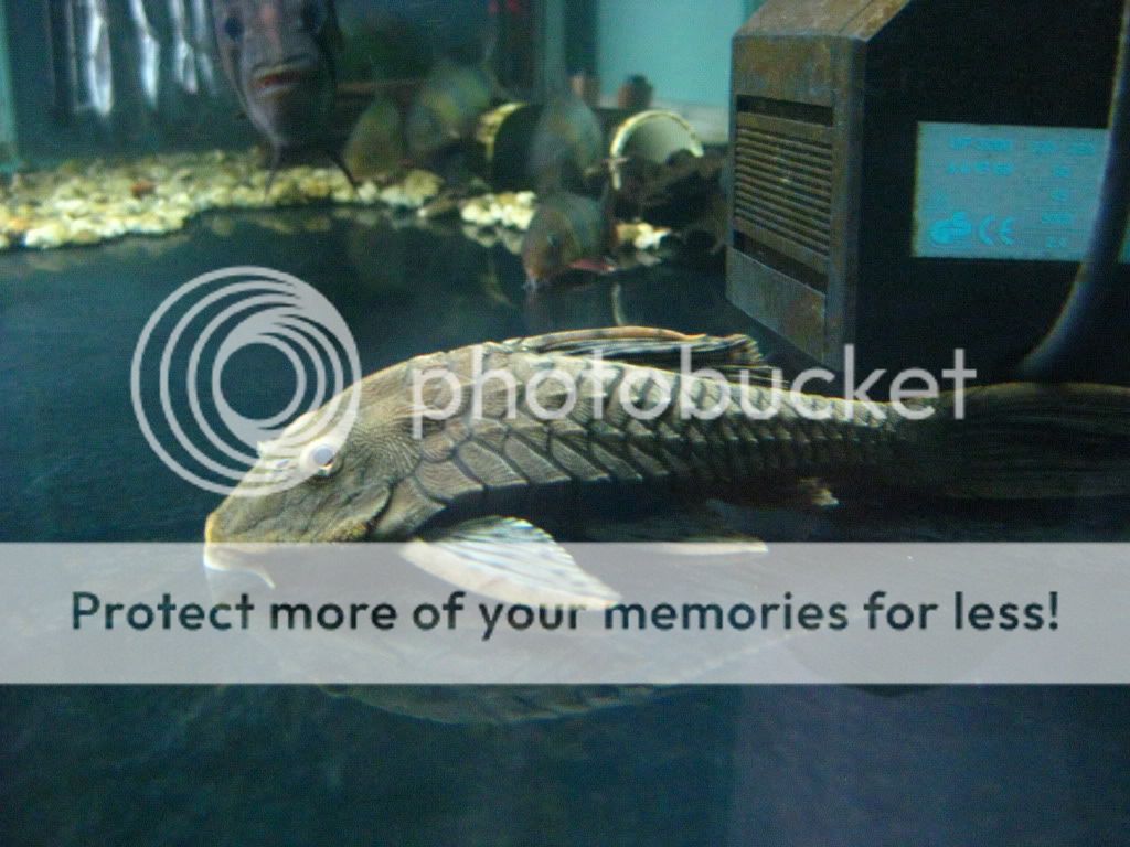 L152/pineapple pleco | MonsterFishKeepers.com